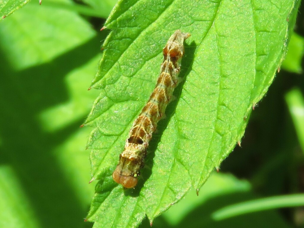Tufted Thyatirine Moth from Franconia, NH 03580 on July 12, 2023 at 11: ...