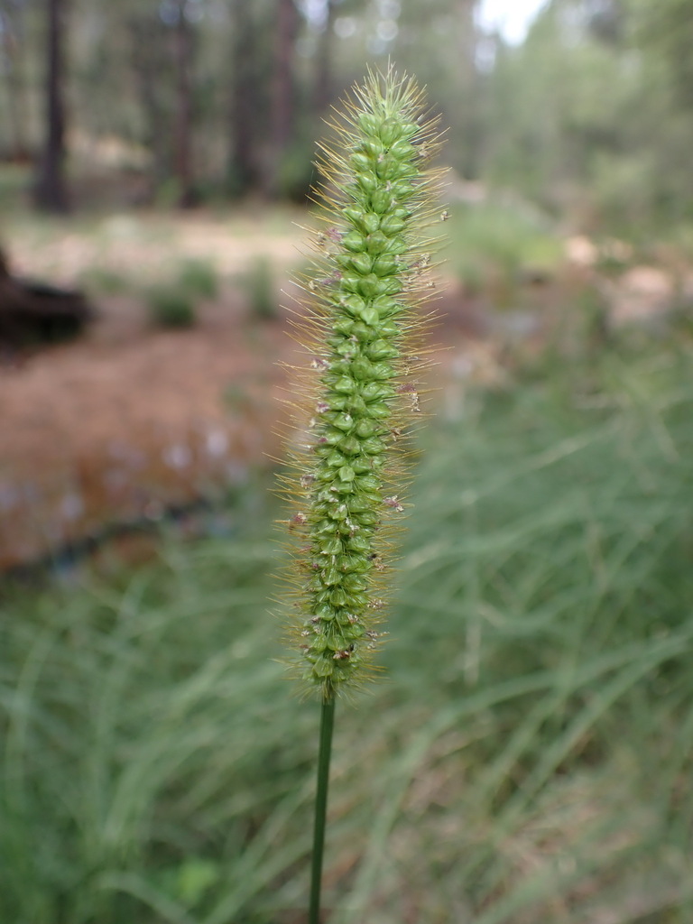 yellow foxtail from Yavapai County, AZ, USA on August 17, 2023 at 09:07 ...