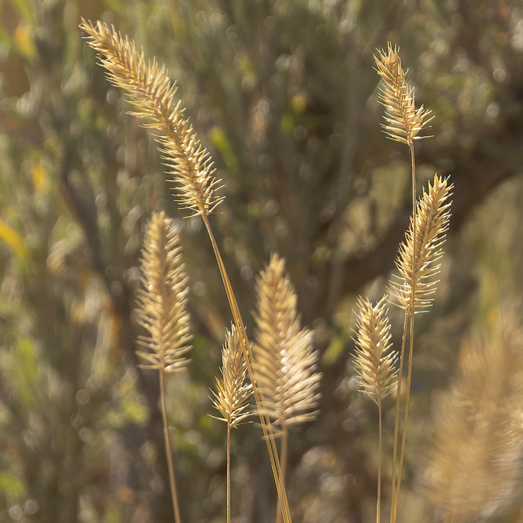 Crested Wheatgrass from Rio Blanco County, CO, USA on August 14, 2023 ...