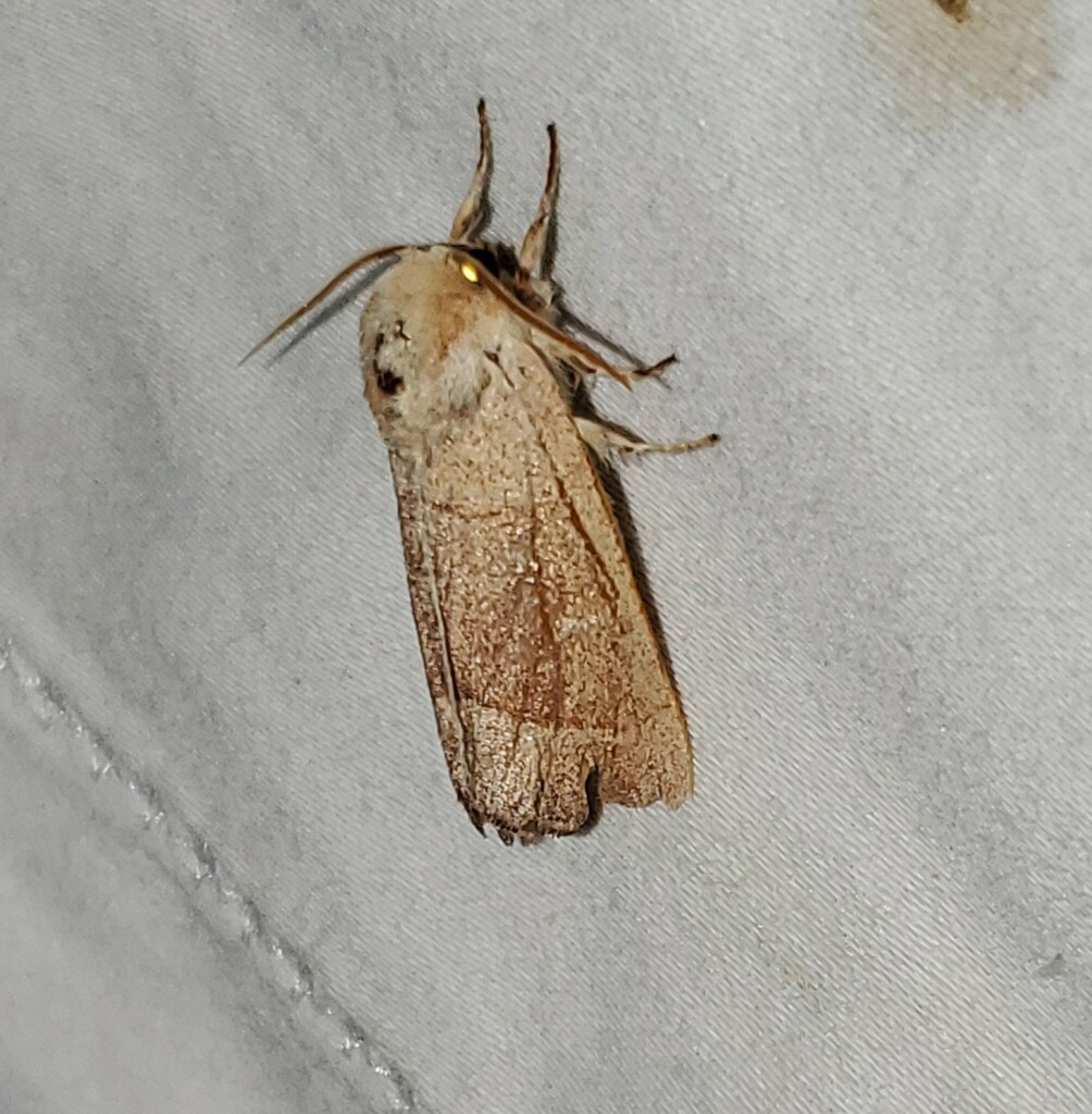 Datana diffidens from Walker County, TX, USA on August 16, 2023 at 09: ...