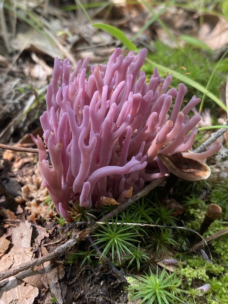violet coral fungus from Indiana Dunes National Park, La Porte, IN, US ...
