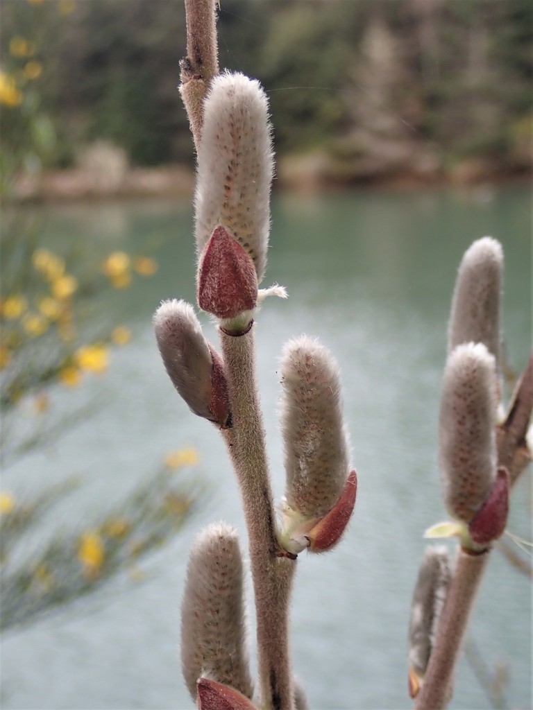 coastal willow (Handbook for the Native Trees of Oregon) · iNaturalist