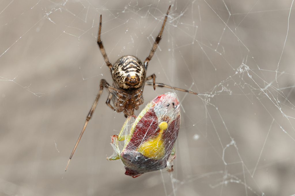 Colourful Comb-footed Spiders in August 2023 by Alan Yoshioka ...