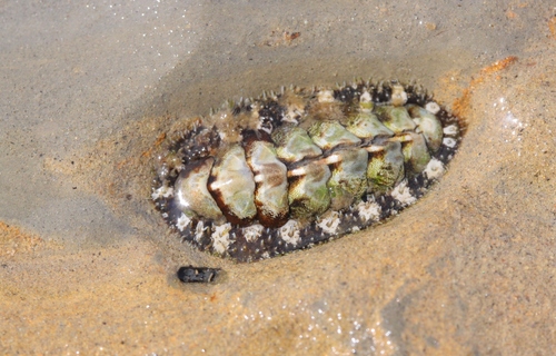 California Spiny Chiton (Nuttalina californica) · iNaturalist
