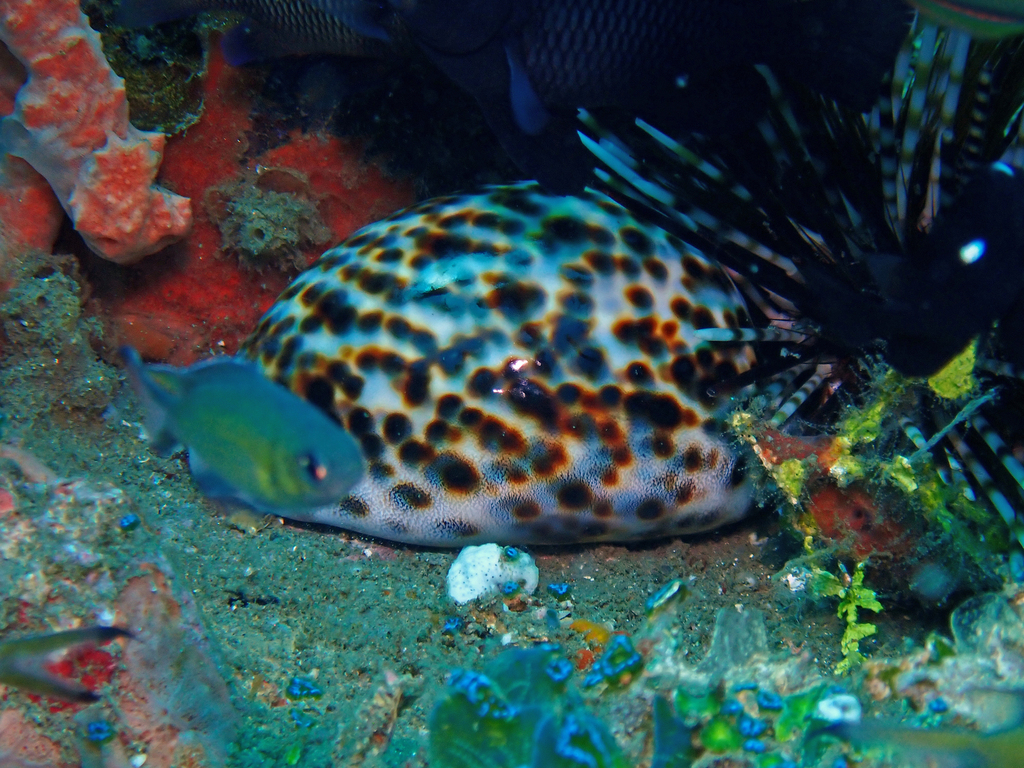 Tiger Cowry from Dauin, Negros Oriental, Philippines on July 28, 2023 ...