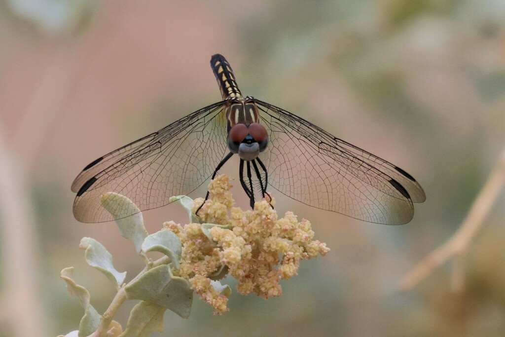 Blue Dasher from Henderson Bird Viewing Preserve on August 19, 2023 at ...