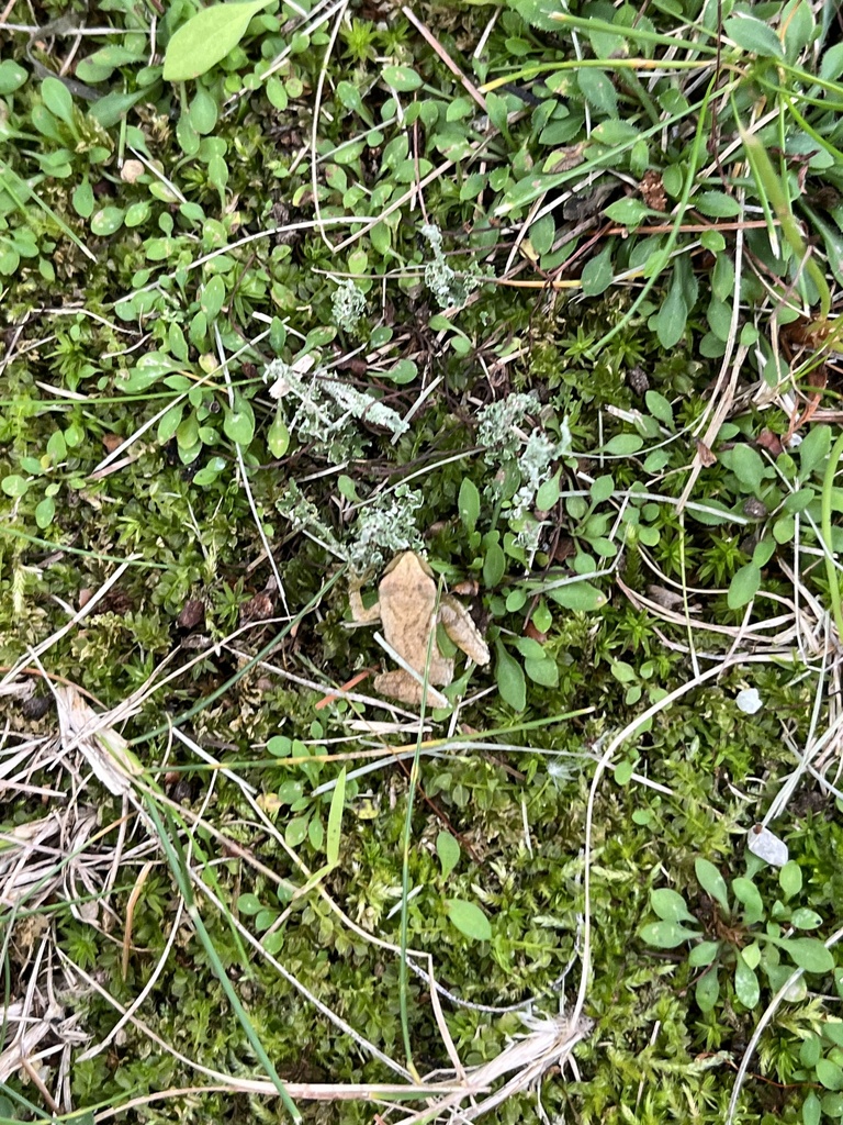 Spring Peeper from Maple St, Center Sandwich, NH, US on August 19, 2023 ...