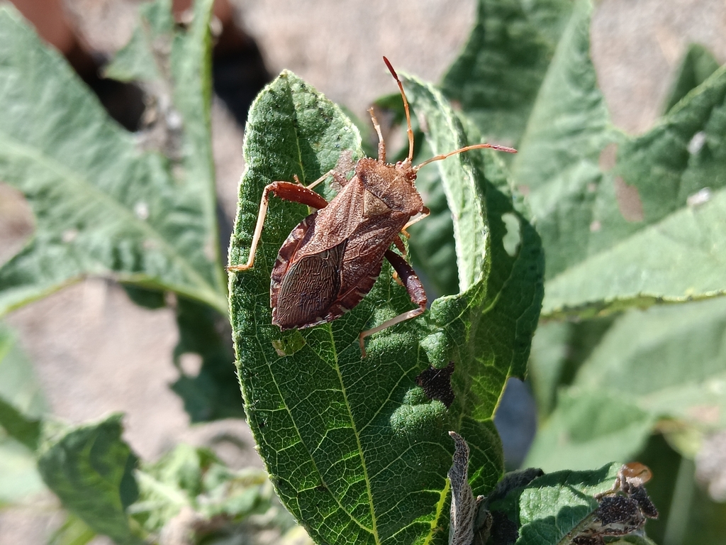 Helmeted Squash Bug from Trinity River Audubon Center on August 19 ...