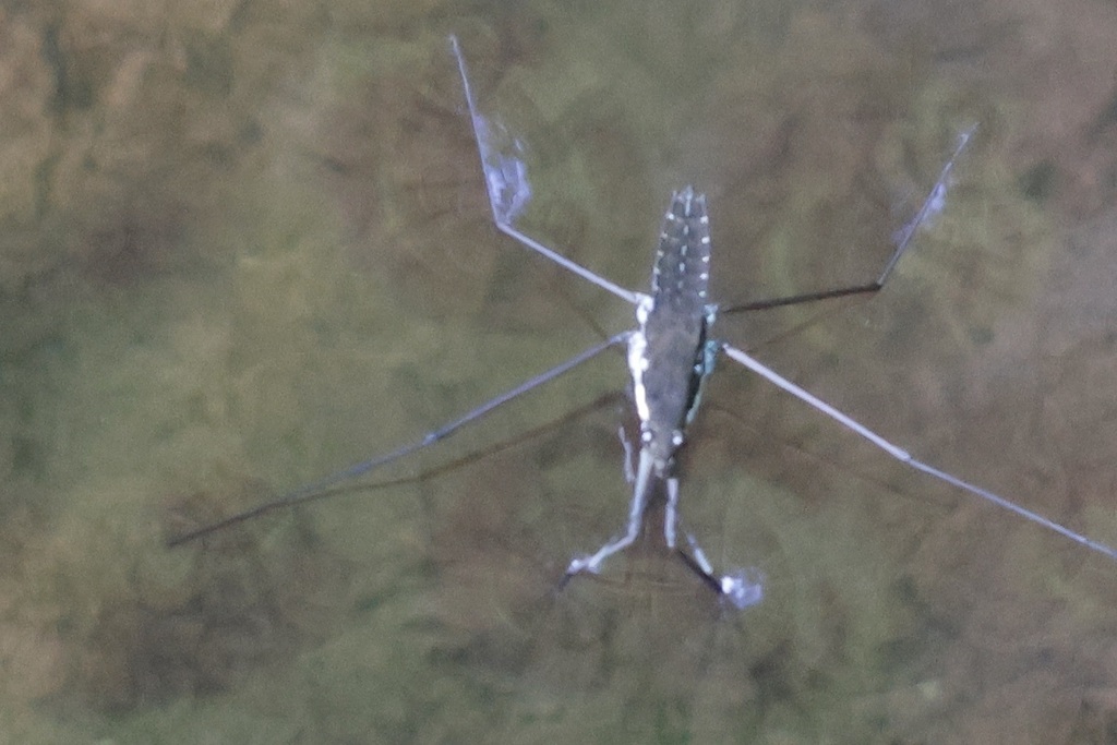 Common Water Strider from Bedminster, NJ, USA on August 19, 2023 at 02: ...