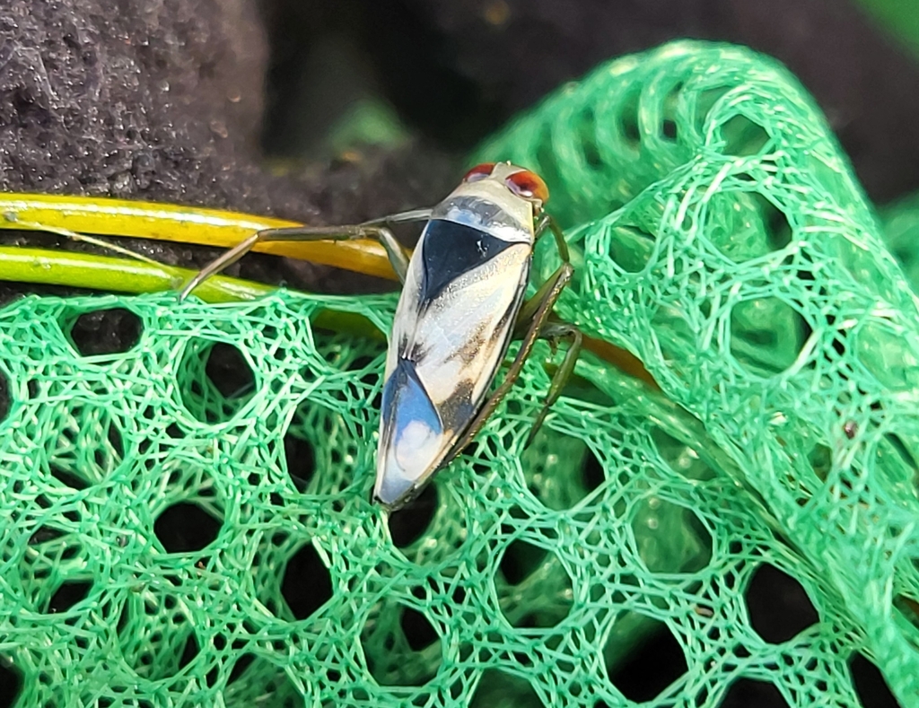Grousewinged Backswimmer from Chauvin, AB T0B 0V0, Canada on August 19 ...