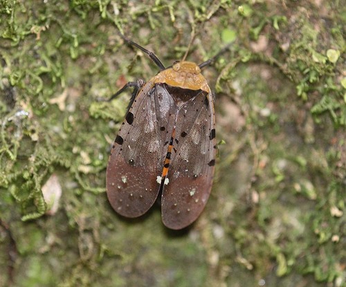 Penthicodes atomaria · iNaturalist