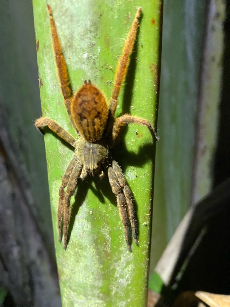 Bromeliad spiders from Vía 237, Coto Brus, Puntarenas, CR on August 16 ...