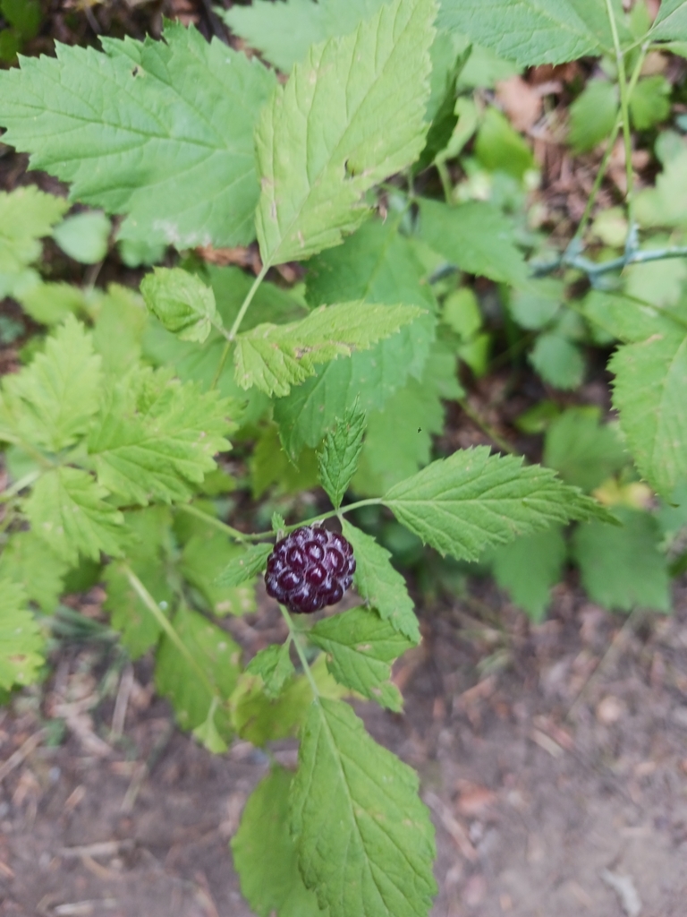 whitebark raspberry from Joseph, OR 97846, USA on August 19, 2023 at 01 ...
