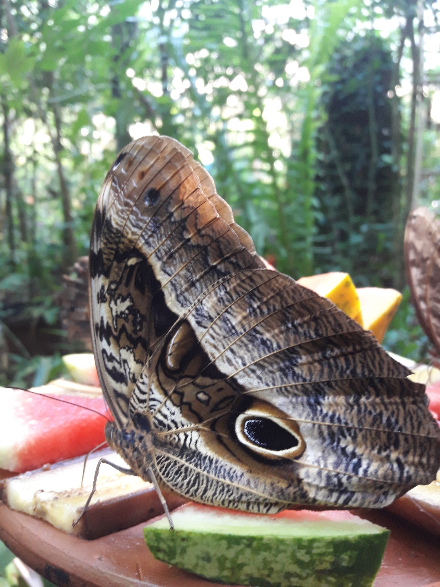 Caligo beltrao (Illiger, 1801)
