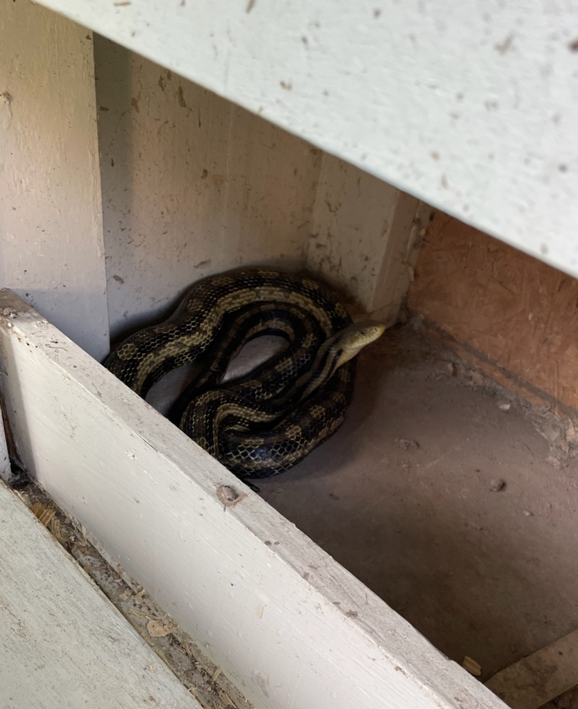 Gimkit - live learning game show