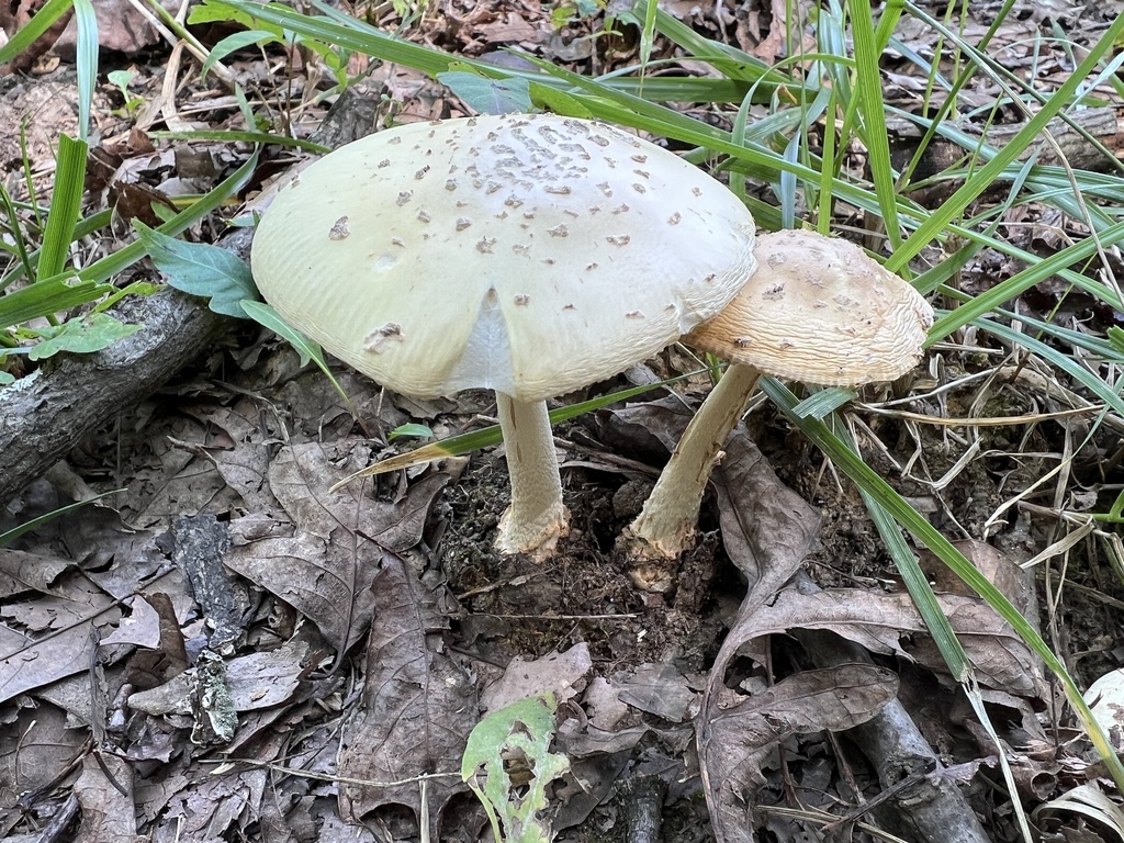 amanita mushrooms from Mount Moriah Rd, Nineveh, IN, US on August 19 ...