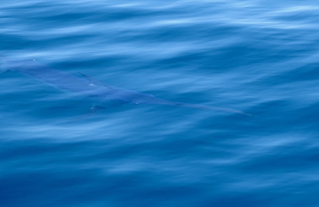Swordfish from Santa Barbara, CA, USA on August 19, 2023 at 01:51 PM by ...