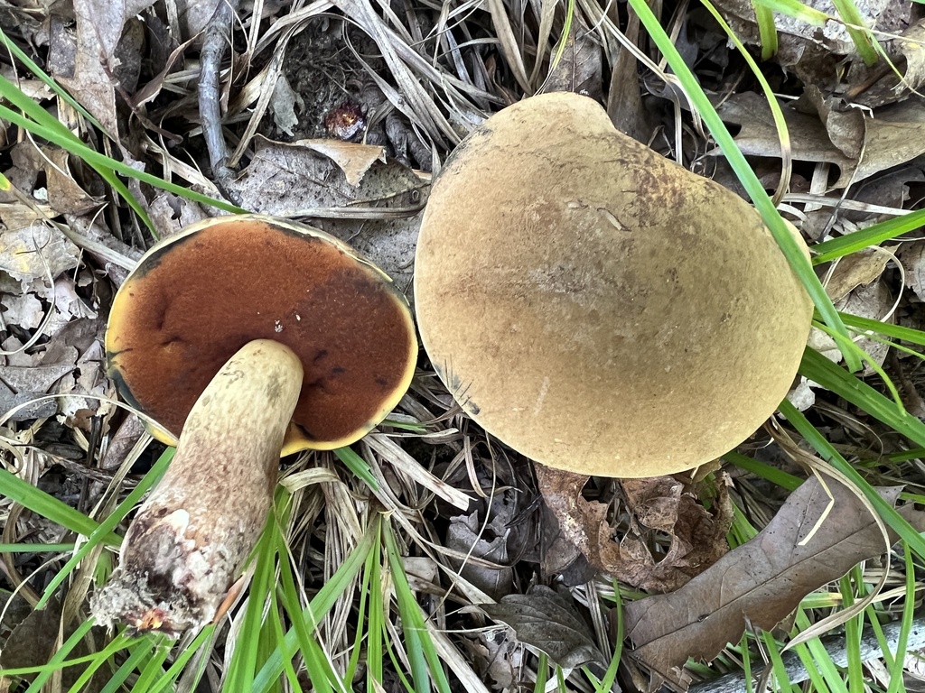 boletes from Nineveh, IN, US on August 19, 2023 at 01:46 PM by Brian ...