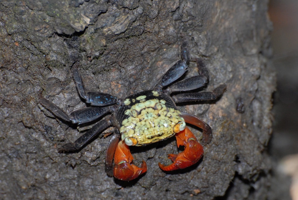 Parasesarma brevicristatum from Cairns QLD, Australia on December 19 ...