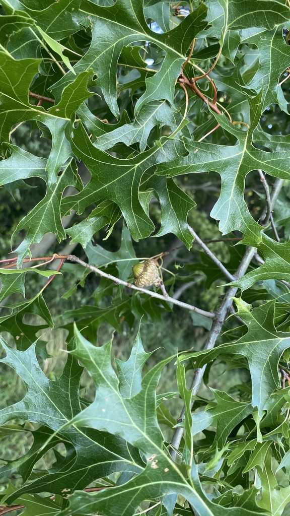 northern pin oak in August 2023 by Mark · iNaturalist
