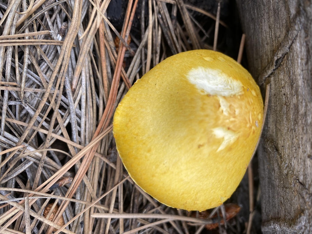 Floccularia albolanaripes from Coconino National Forest, Flagstaff, AZ ...