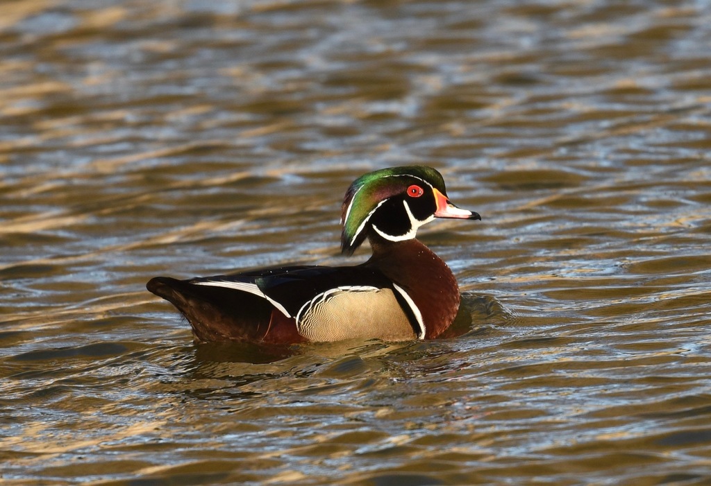 Wood Duck from Tule Springs, Las Vegas, NV, USA on February 07, 2019 at ...