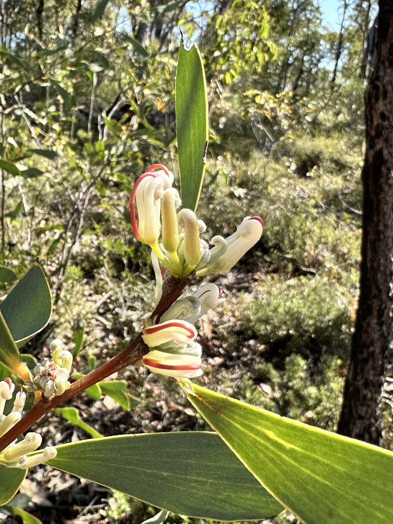 Pincushion trees from John Forrest National Park, Hovea, WA, AU on ...