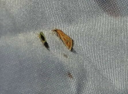 Yellow-veined Moth from Polk County, FL, USA on August 18, 2023 at 09: ...