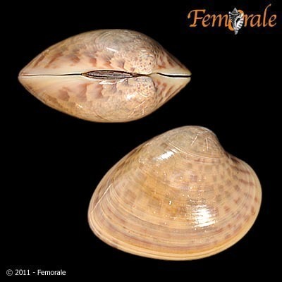 Calico Clam (Marine Shells of Fort Pickens, Gulf Islands National ...