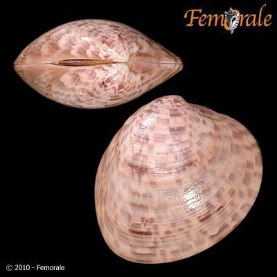 Calico Clam (Marine Shells of Fort Pickens, Gulf Islands National ...