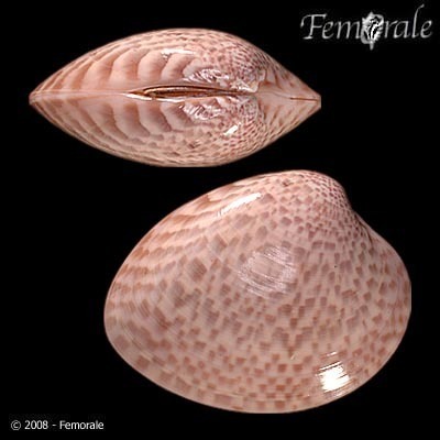 Calico Clam (Marine Shells of Fort Pickens, Gulf Islands National ...