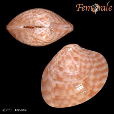 Calico Clam (Marine Shells of Fort Pickens, Gulf Islands National ...