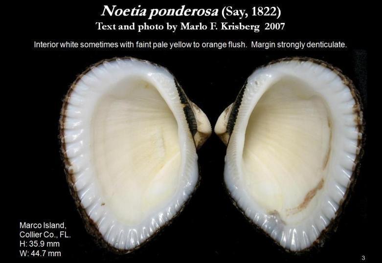 Ponderous Ark (Marine Shells of Fort Pickens, Gulf Islands National ...