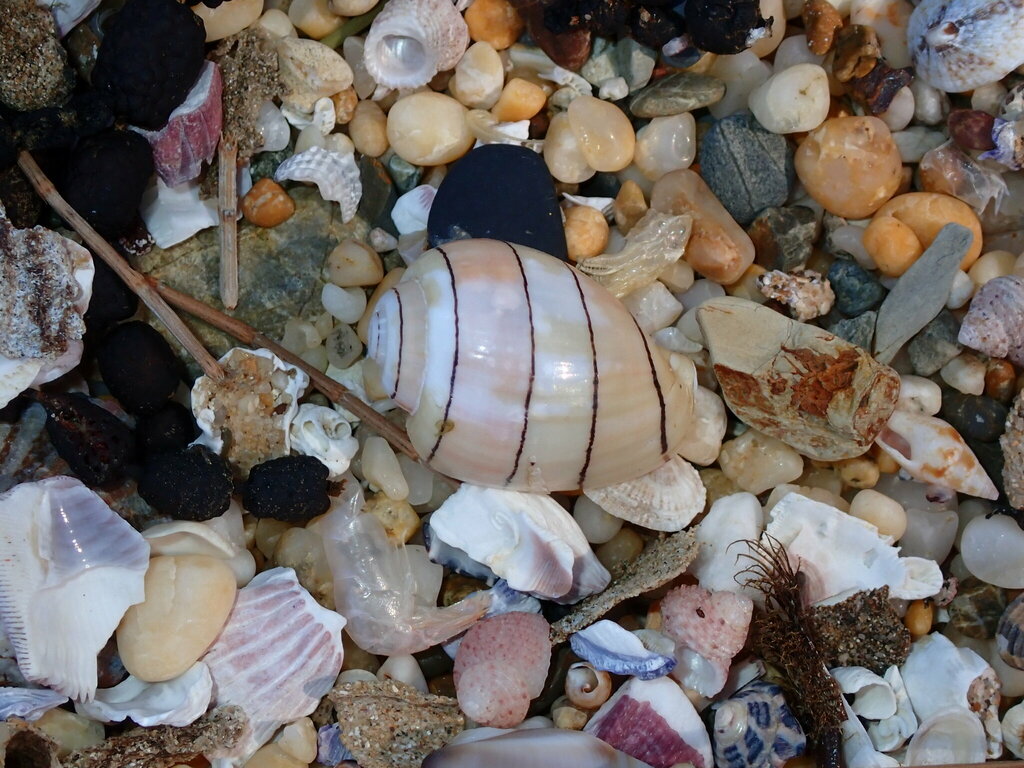 Pink Bubble Snail from Barcoongere NSW 2460, Australia on August 18 ...