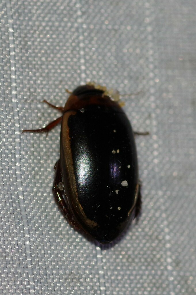 Hydaticus bimarginatus from Upper Township, NJ, USA on August 18, 2023 ...