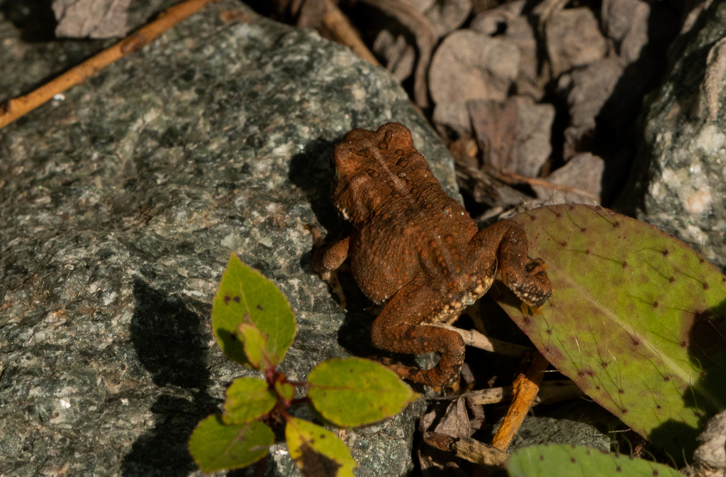 American Toad from Val-d'Or, QC, Canada on August 19, 2023 at 04:01 PM ...