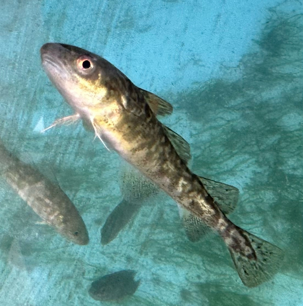 Atlantic Tomcod from Camden on August 19, 2023 at 02:24 PM by ...
