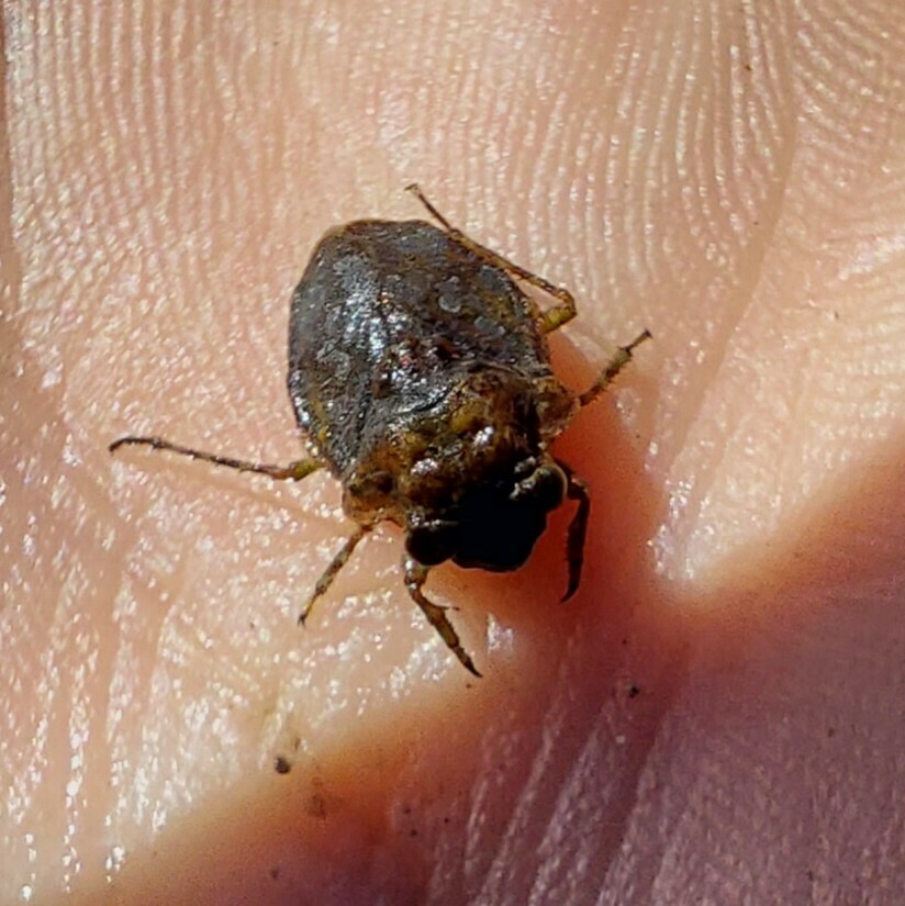 Big-eyed Toad Bug from Grant County, NM, USA on August 18, 2023 at 10: ...