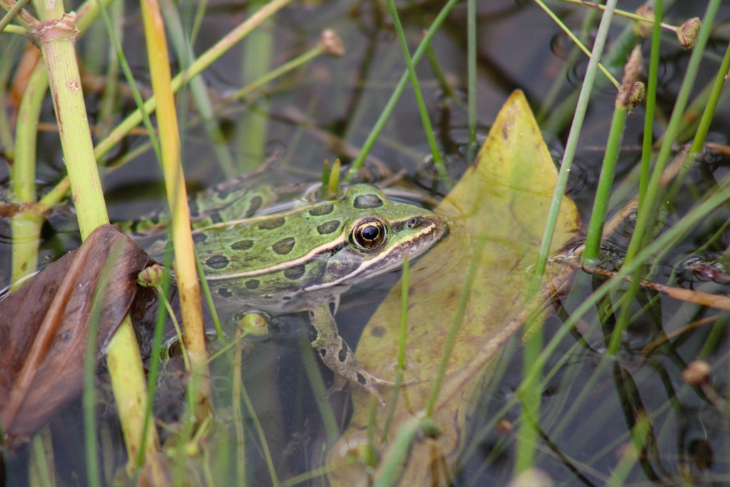 Northern Leopard Frog in August 2023 by Jessica McAdams · iNaturalist