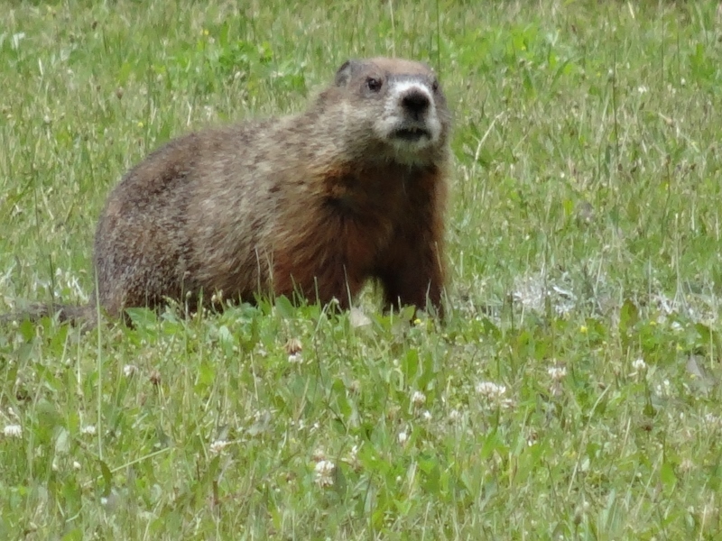 Groundhog (Casa Tortuga) · iNaturalist