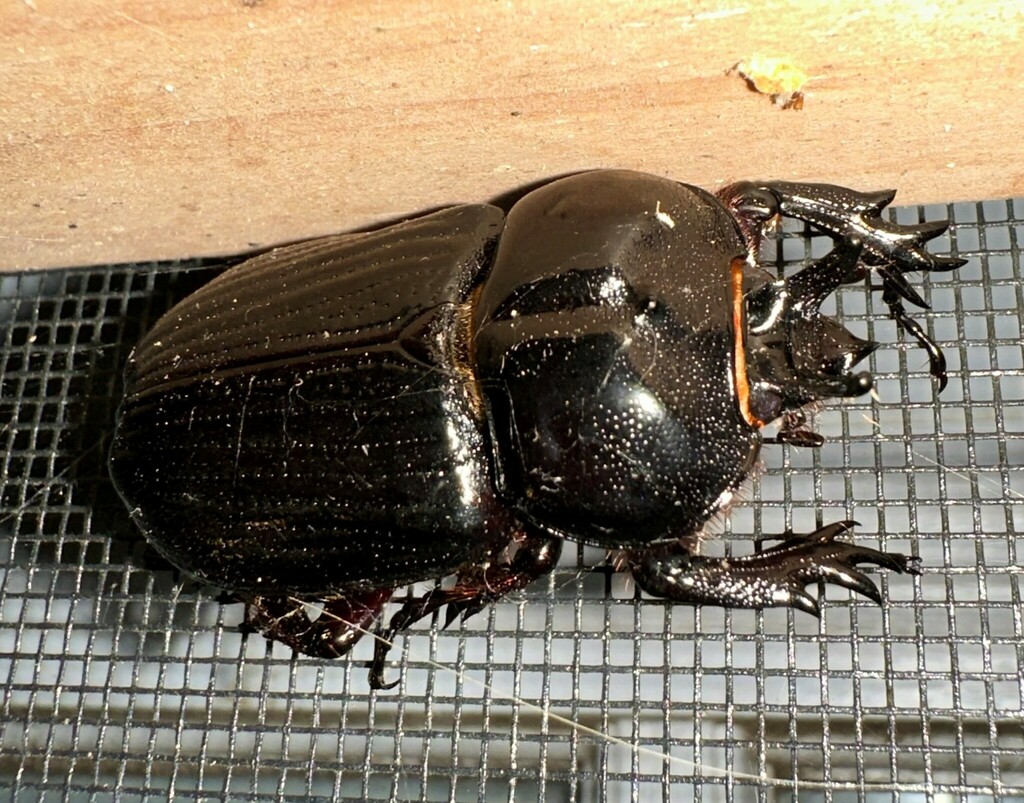 Triceratops Beetle from Goose Shoals, Lauderdale County, AL, USA on ...