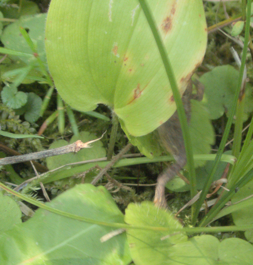 American Toad from Division No. 1, Manitoba, Canada on August 18, 2023 ...