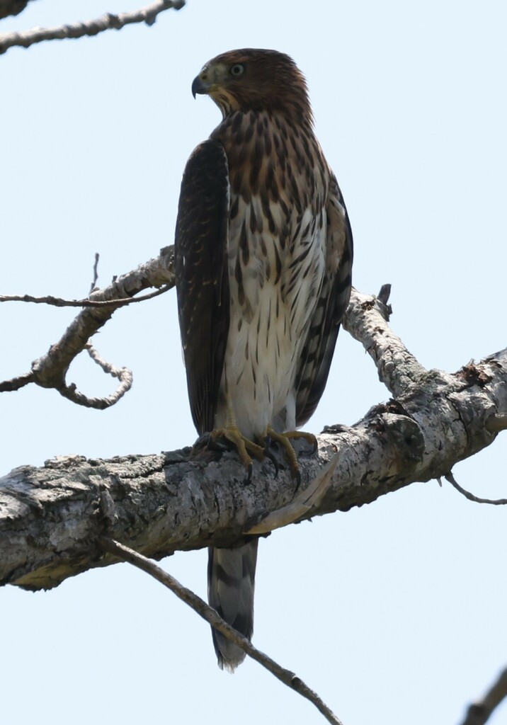 Cooper's Hawk from Surry County, VA, USA on August 19, 2023 at 11:58 AM ...