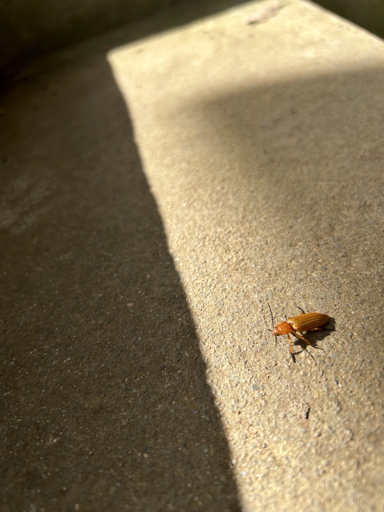 Hemiops flava from 陽明山國家公園, 淡水區, NWT, TW on August 20, 2023 at 08:48 AM ...