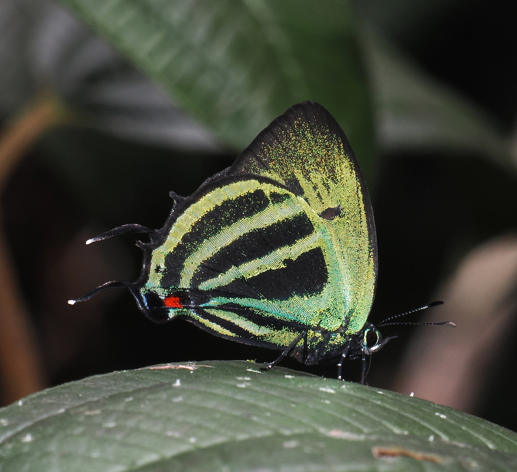 Paiwarria chuchuvia in August 2023 by desertnaturalist · iNaturalist