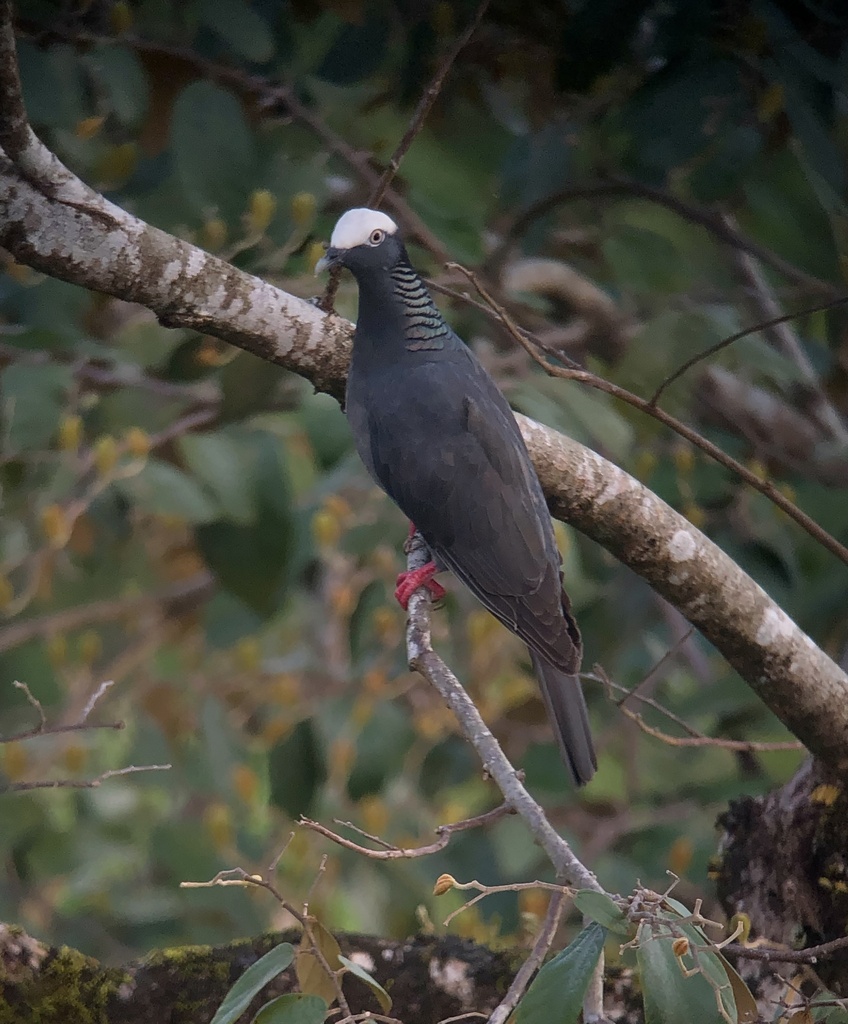 White-crowned Pigeon from Macca Bite, Bastimento, Panama on March 16 ...
