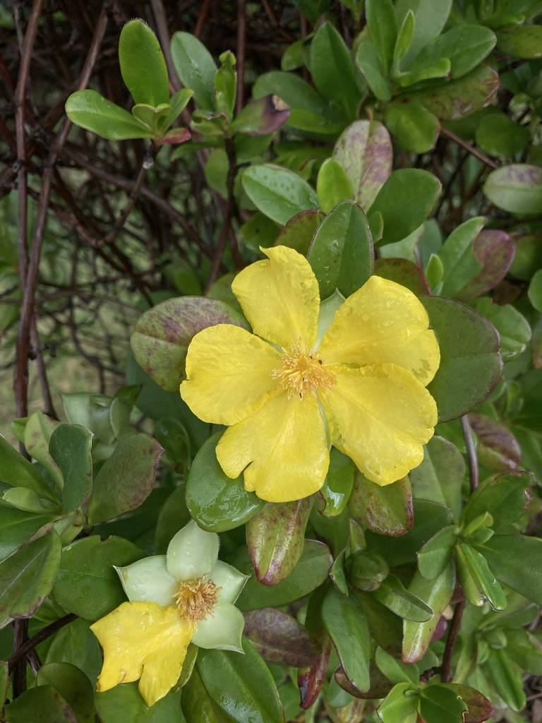 Climbing Guinea flower from Bennetts Beach, Hawks Nest, New South Wales, Australia on August 7 ...