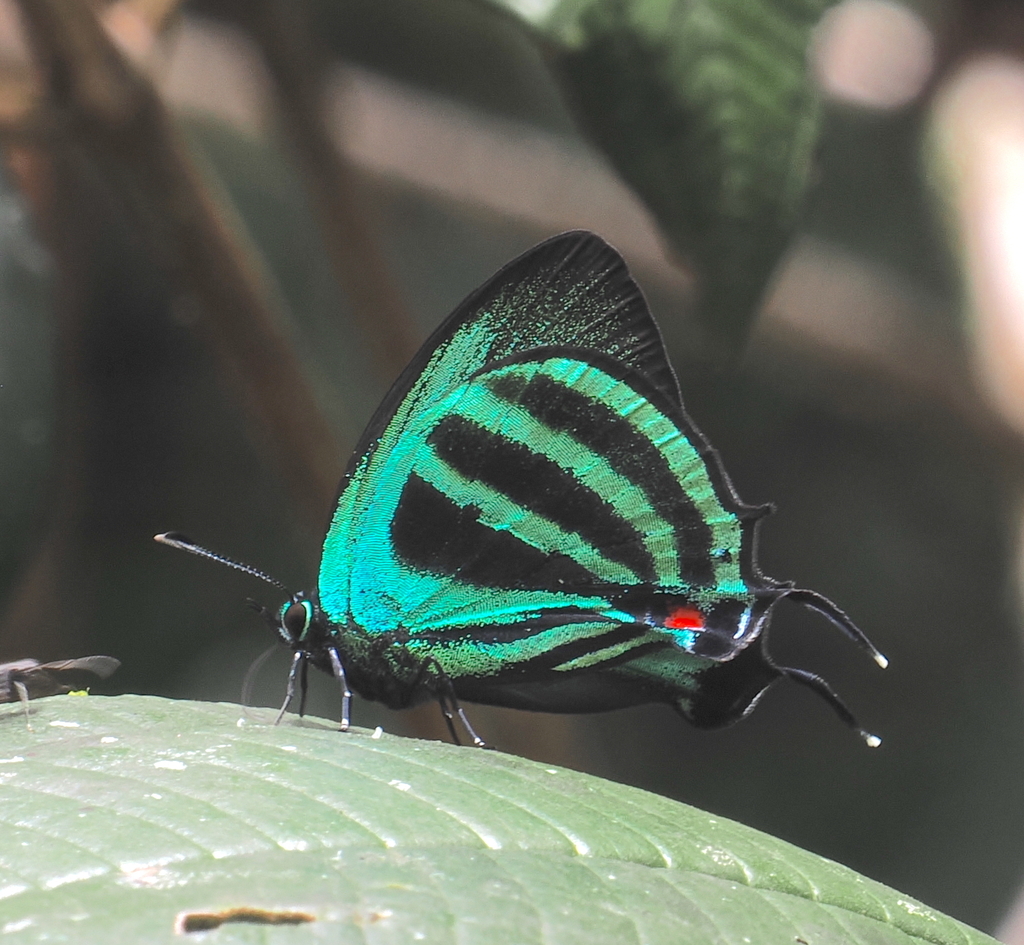 Paiwarria chuchuvia in August 2023 by desertnaturalist. Paiwarria ; 2 ...