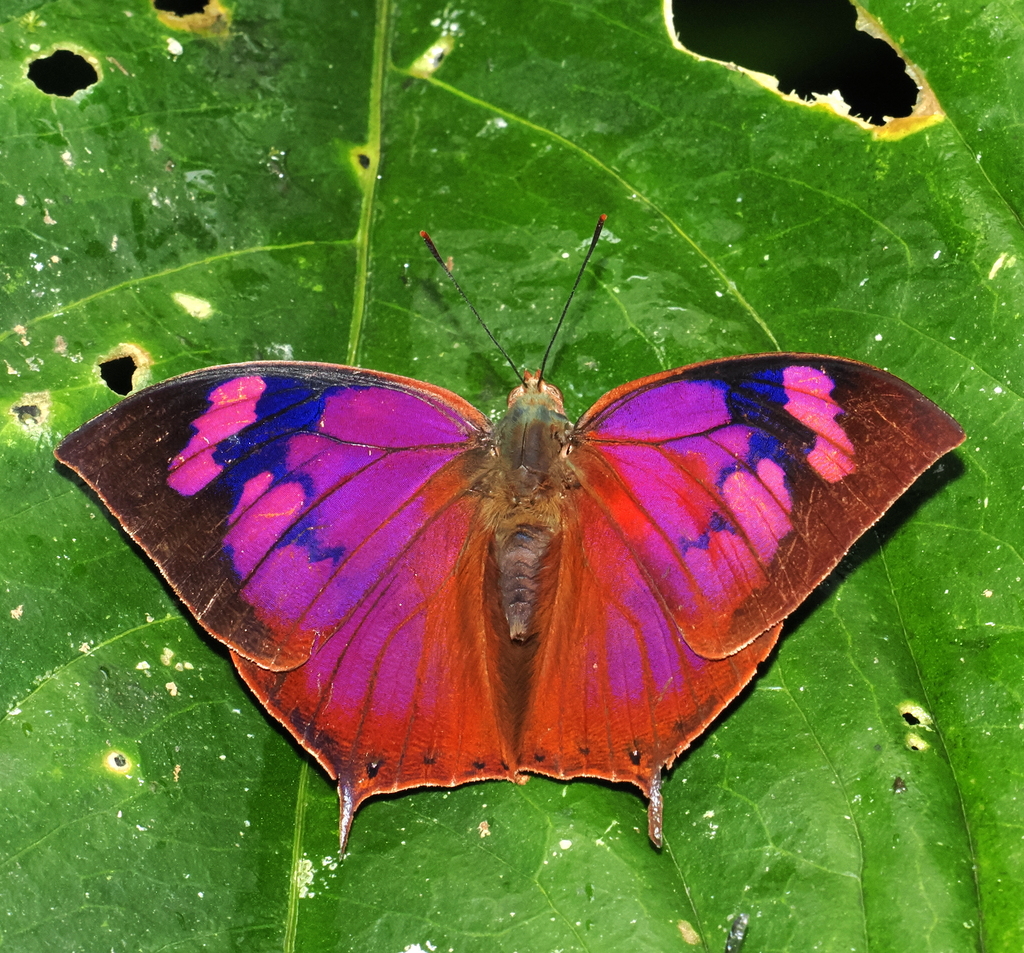 Fountainea nobilis pacifica in August 2023 by desertnaturalist ...