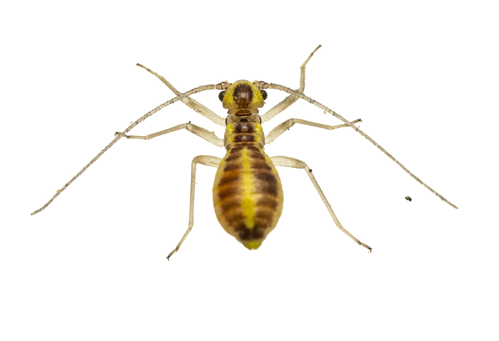 Psocomorpha from Cra. 5 #565, Pueblo Rico, Risaralda, Colombia on ...